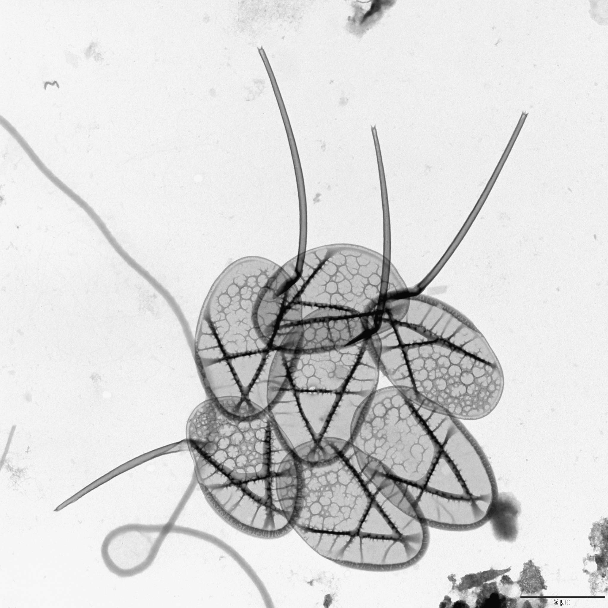 Mallomonas alphaphora | Silica-scaled chrysophytes of Europe